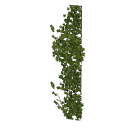 Left Untamed Wall Ivy - Store - The Sims™ 3